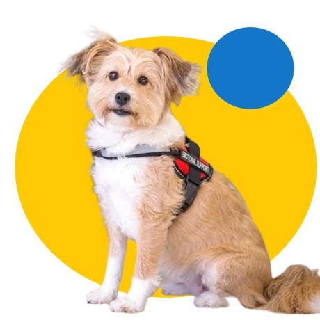 Service Dog Leash & Support Animal Leash | Order Online